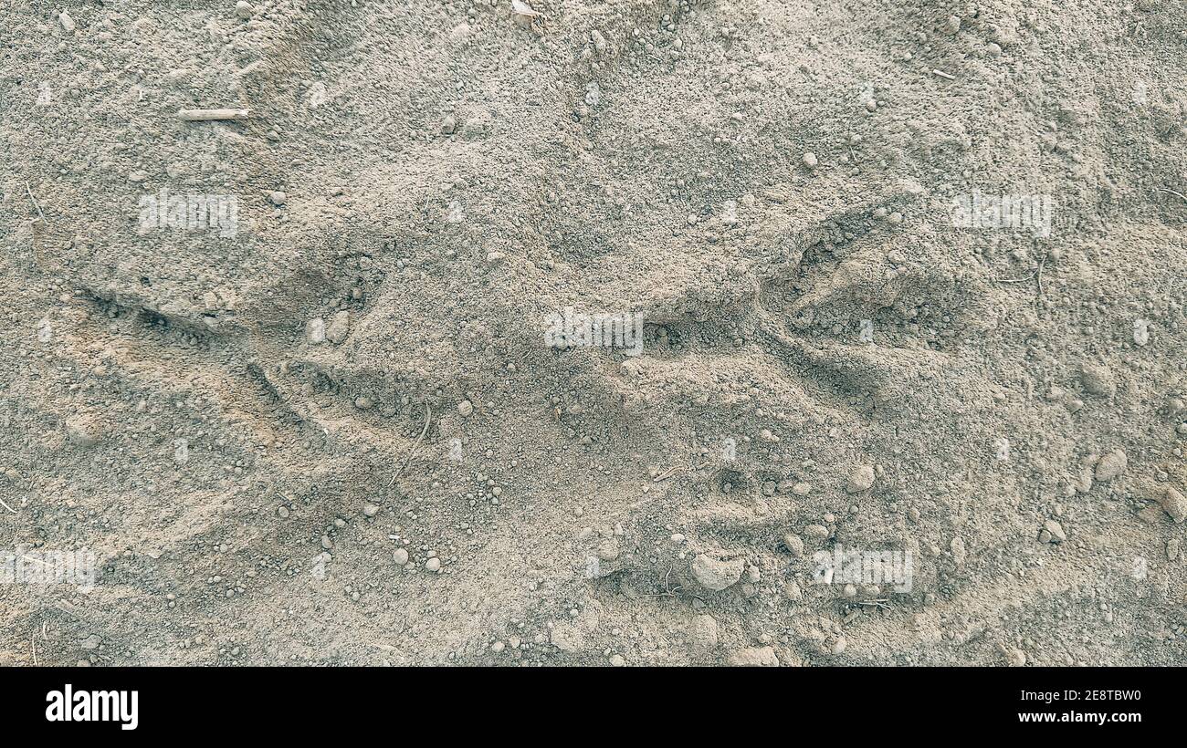 FFootprints in the dust, background textures Stock Photo - Alamy