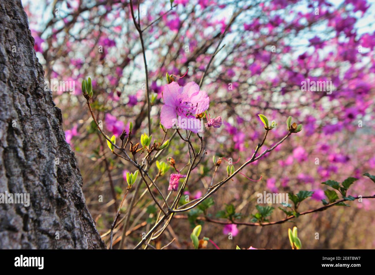 Azalea festival in korea hi-res stock photography and images - Alamy