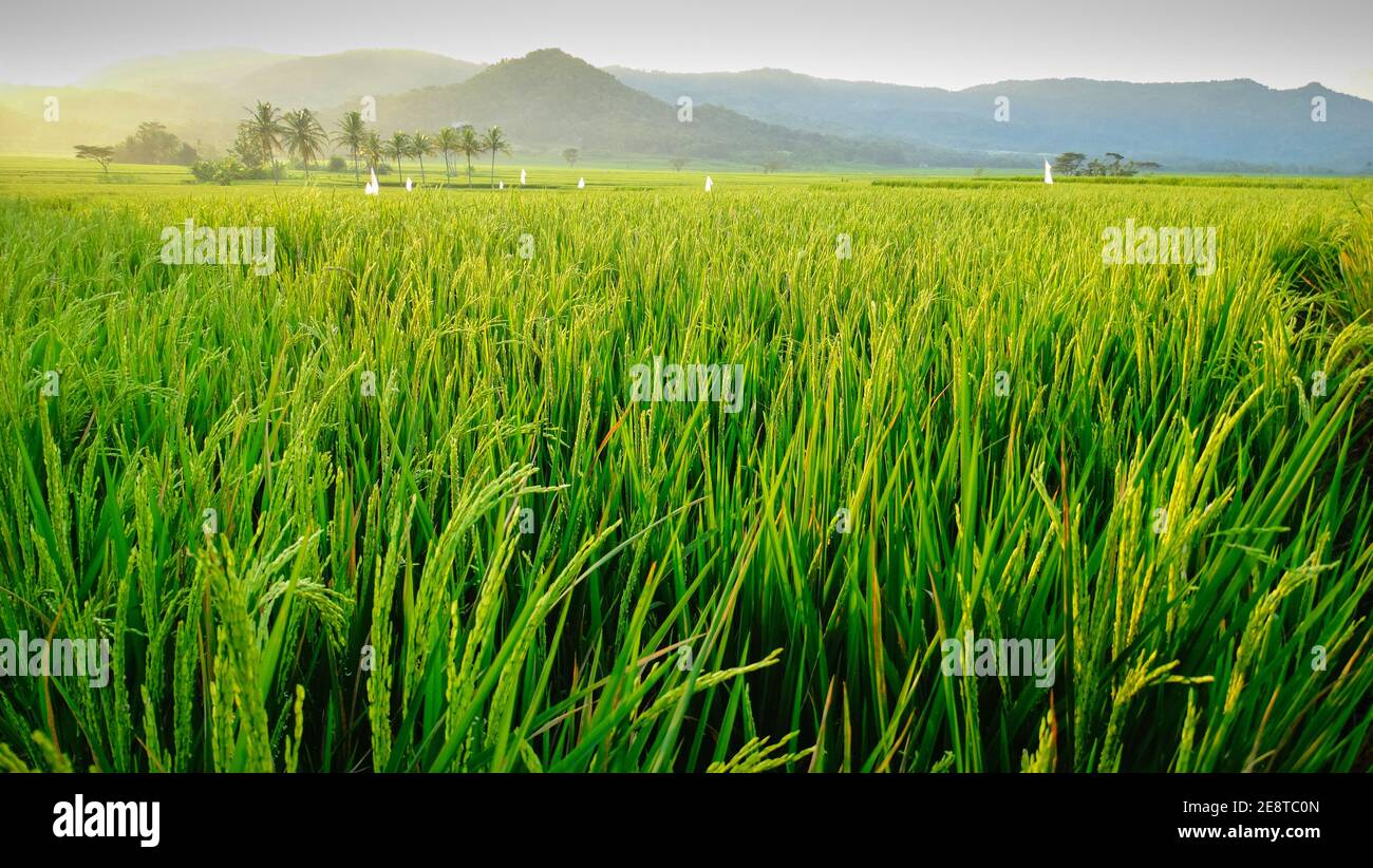 Green rice field on the island of Java in Indonesia Stock Photo - Alamy
