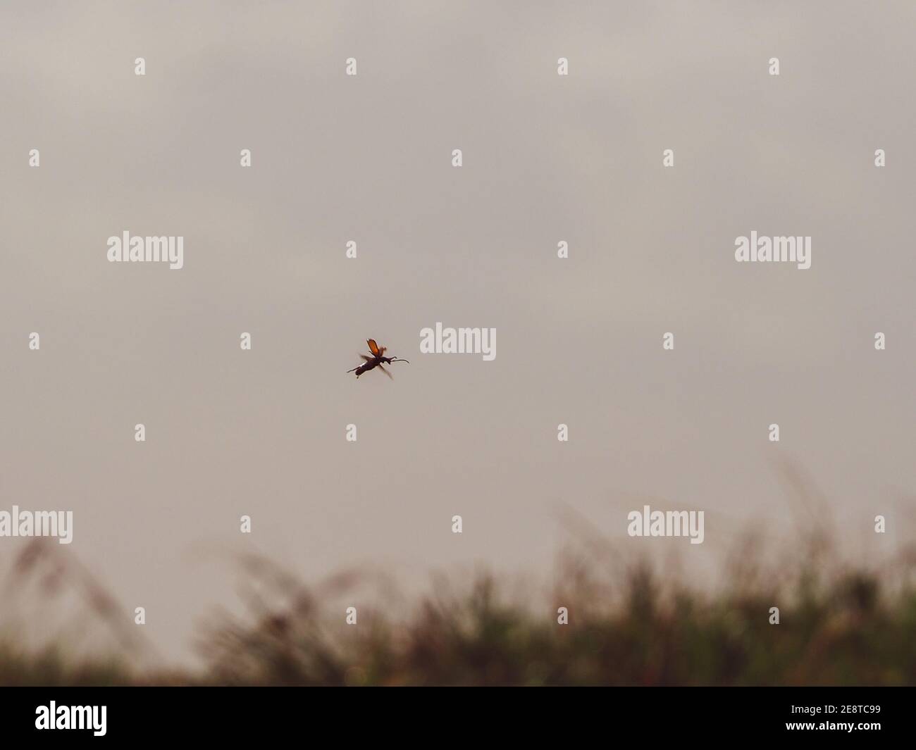 A large bug flying Stock Photo - Alamy