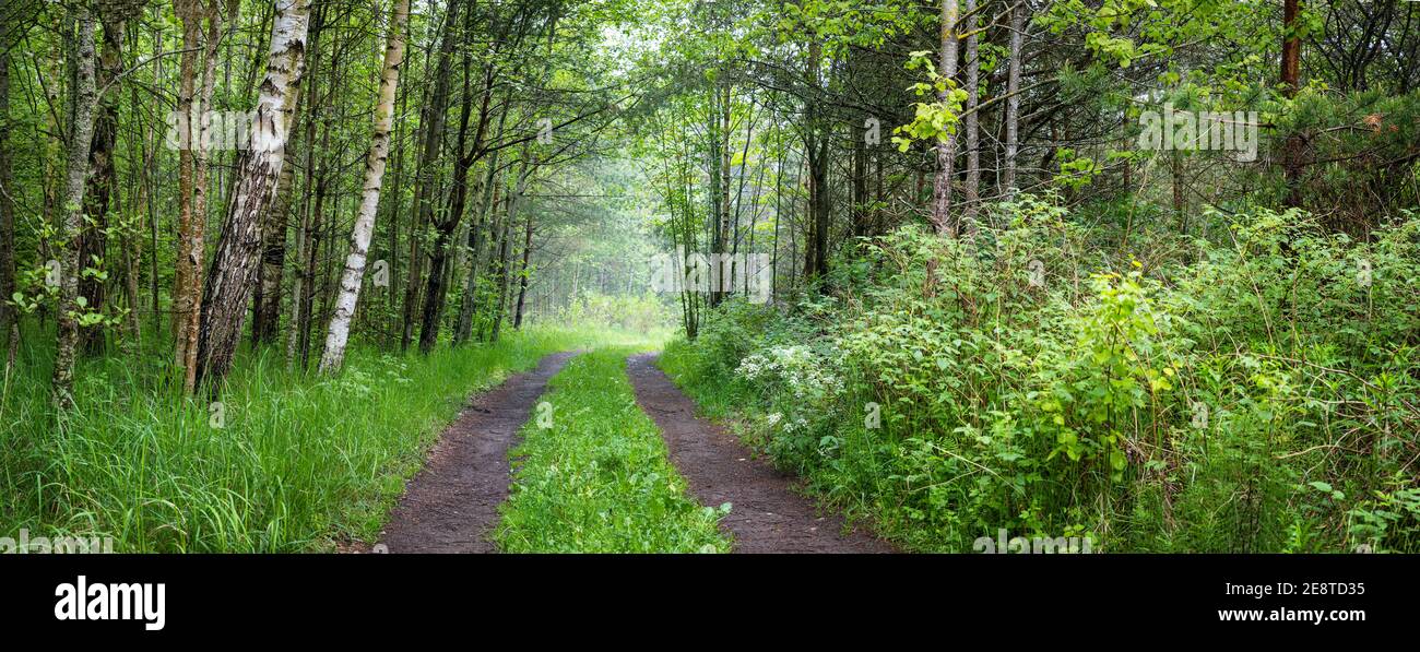 Country road in wild beautiful green forest Stock Photo - Alamy