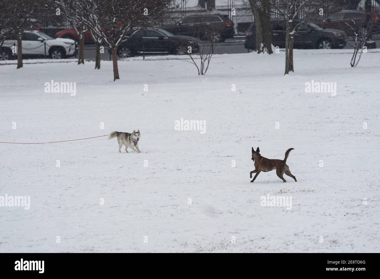Two dogs run hi-res stock photography and images - Alamy