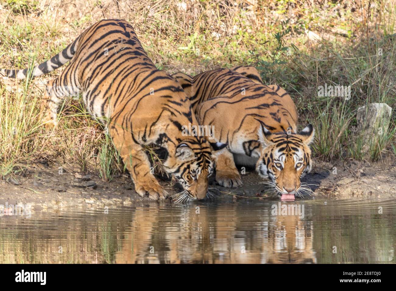 Female Tiger and her cubs at Bandipur Tiger Reserve Stock Photo - Alamy