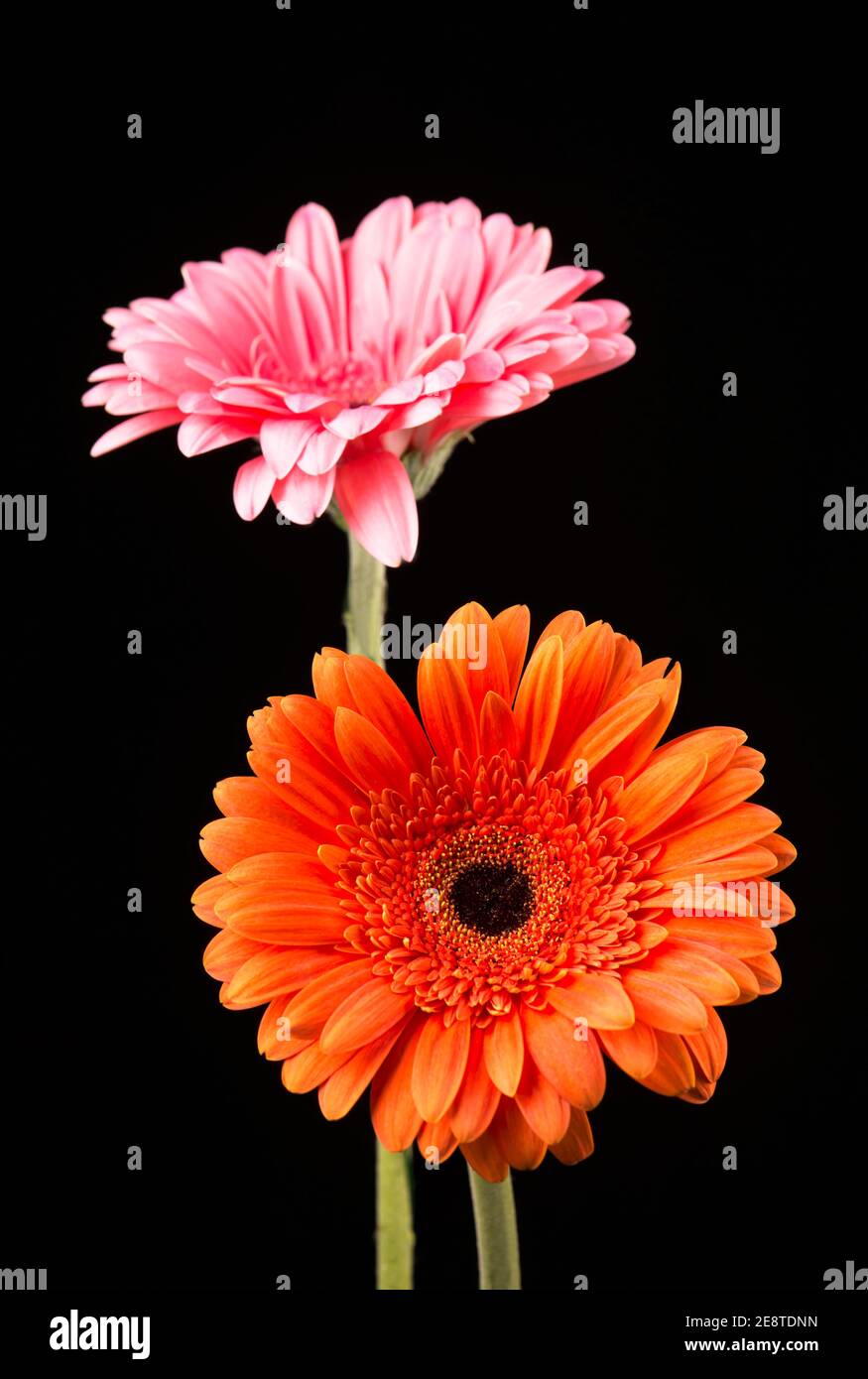 Gerbera with stem isolated on black background Stock Photo - Alamy