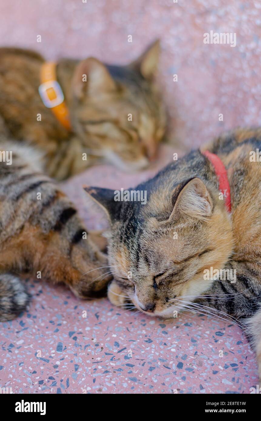Focus and blurred of adorable two brown color domestic cats sleeping on ...