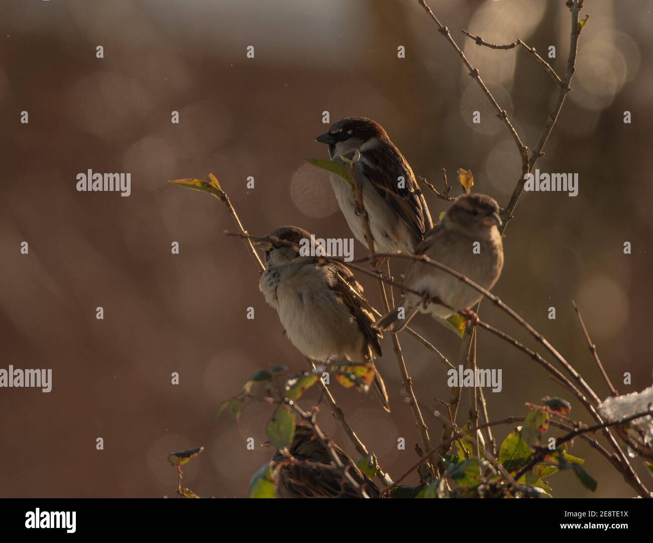 Sparrows together hi-res stock photography and images - Alamy