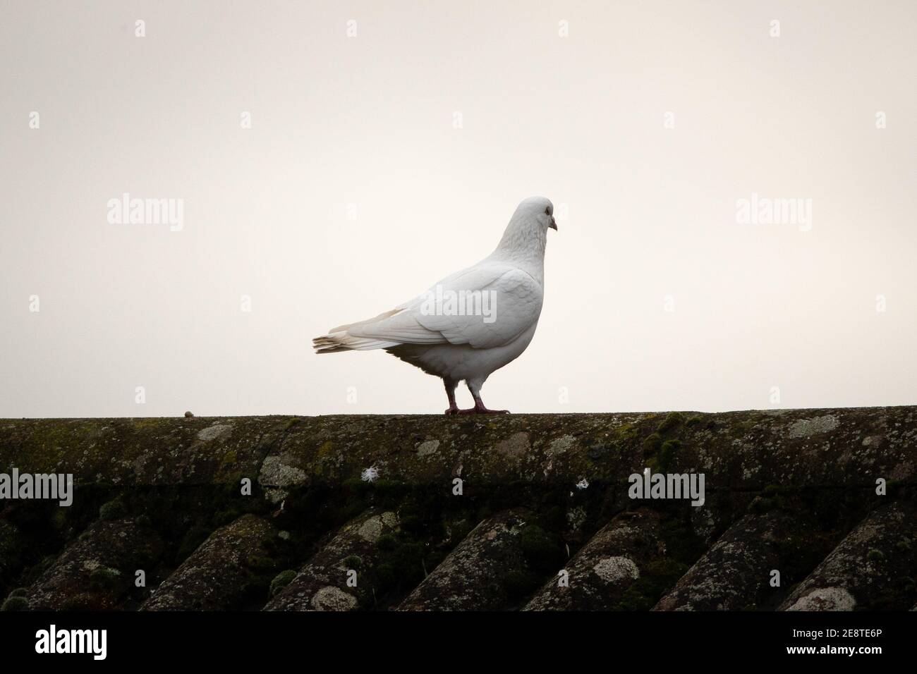 A sleepy single white dove, facing away from the camera Stock Photo - Alamy