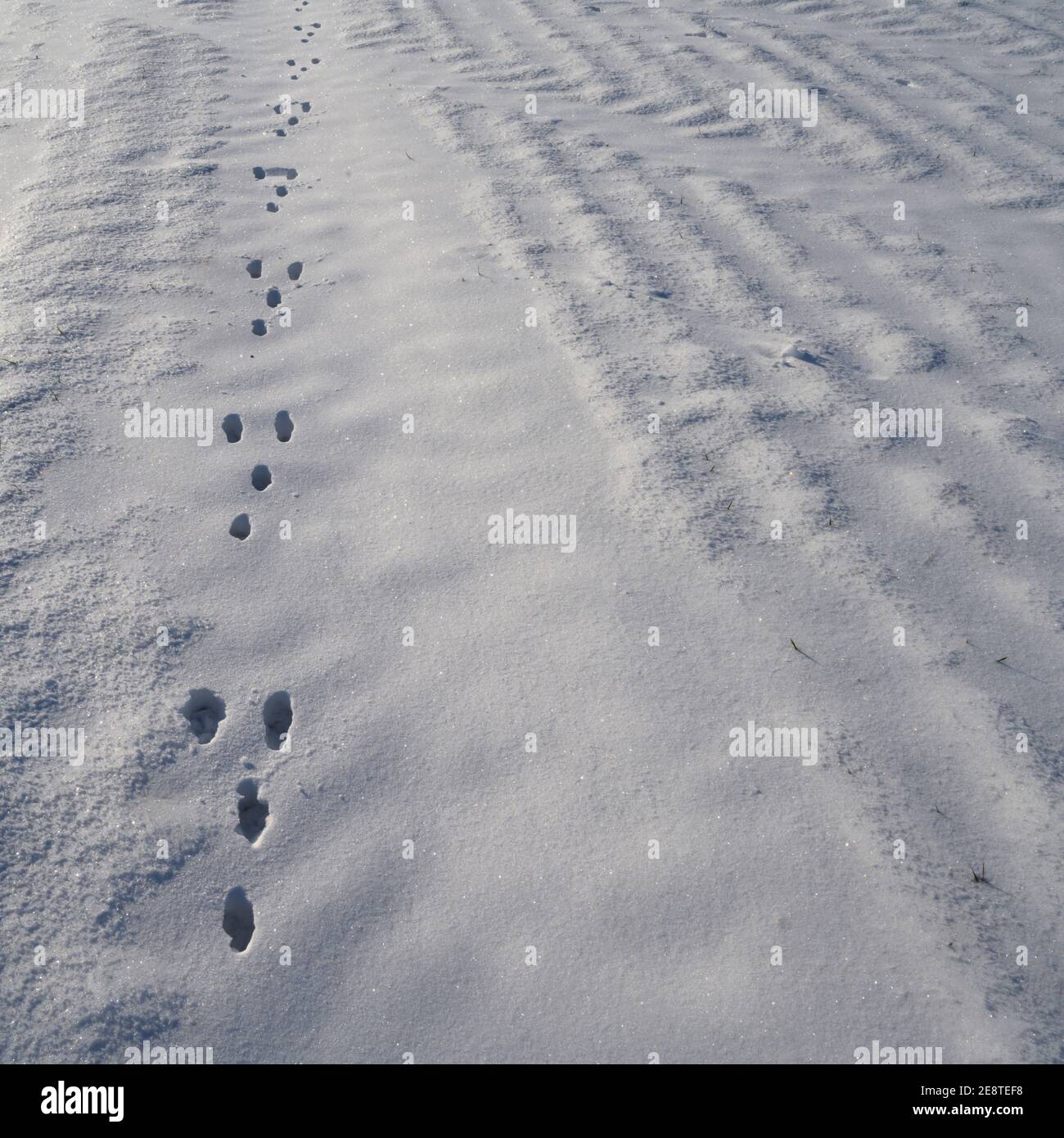 Tracking animal prints hi-res stock photography and images - Alamy