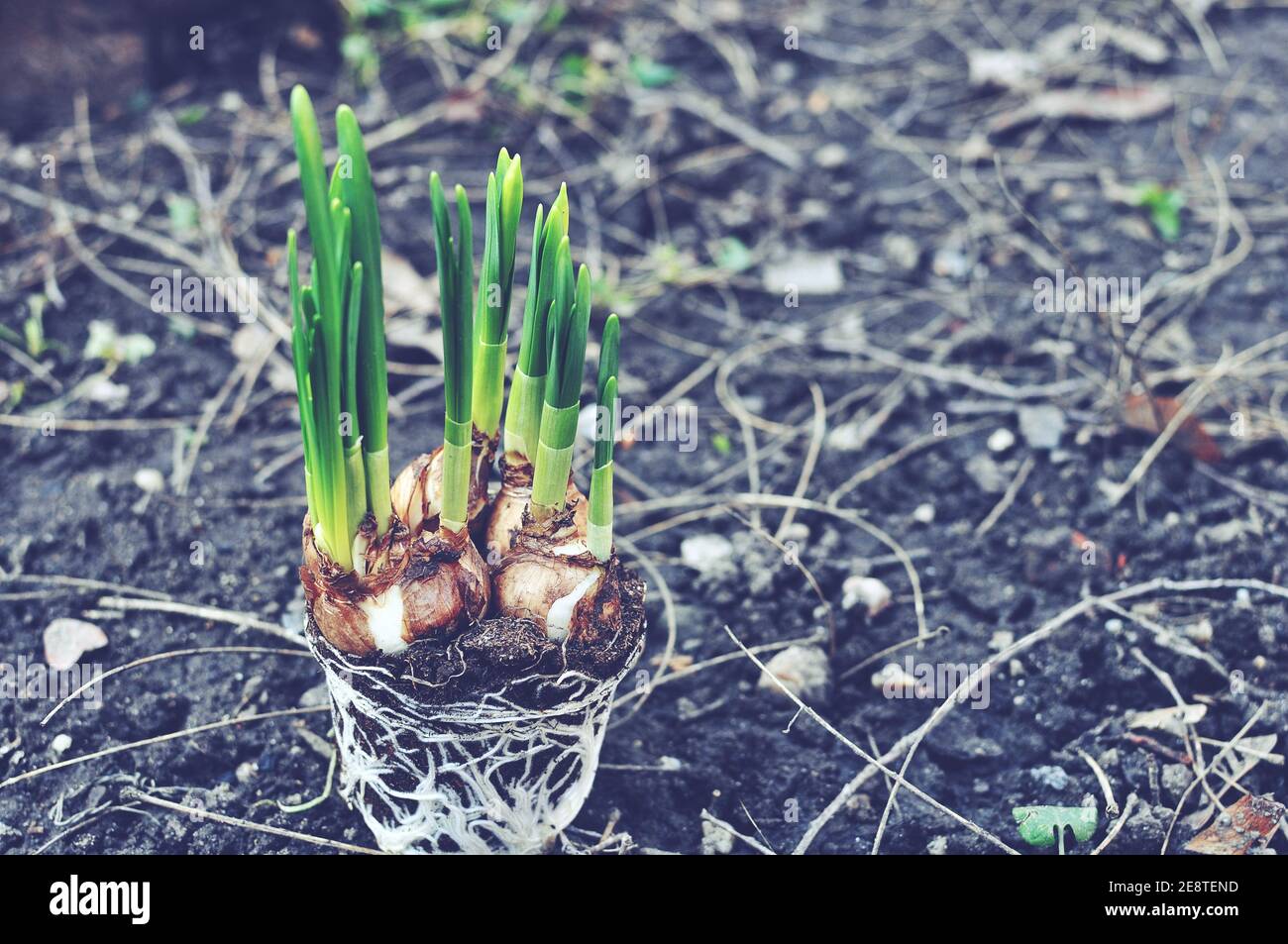 Flower roots soil hi-res stock photography and images - Alamy