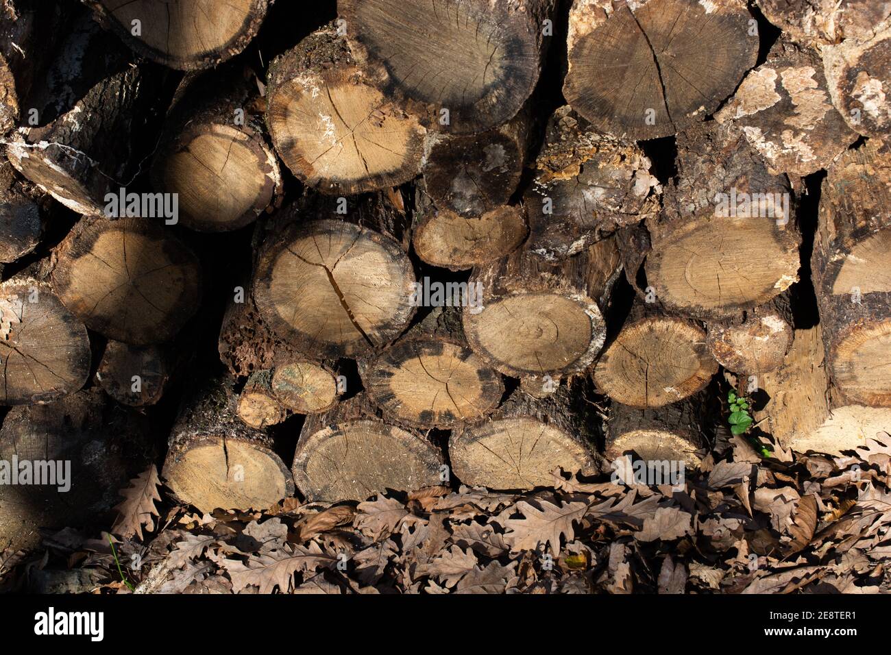Wooden logs in a forest in the view Stock Photo - Alamy