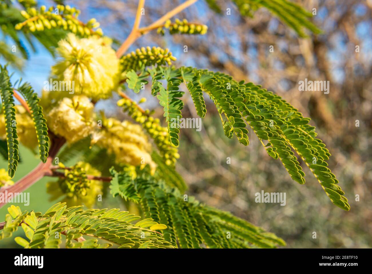 Close-up of the plant Paraserianthes lophantha with its characteristic ...