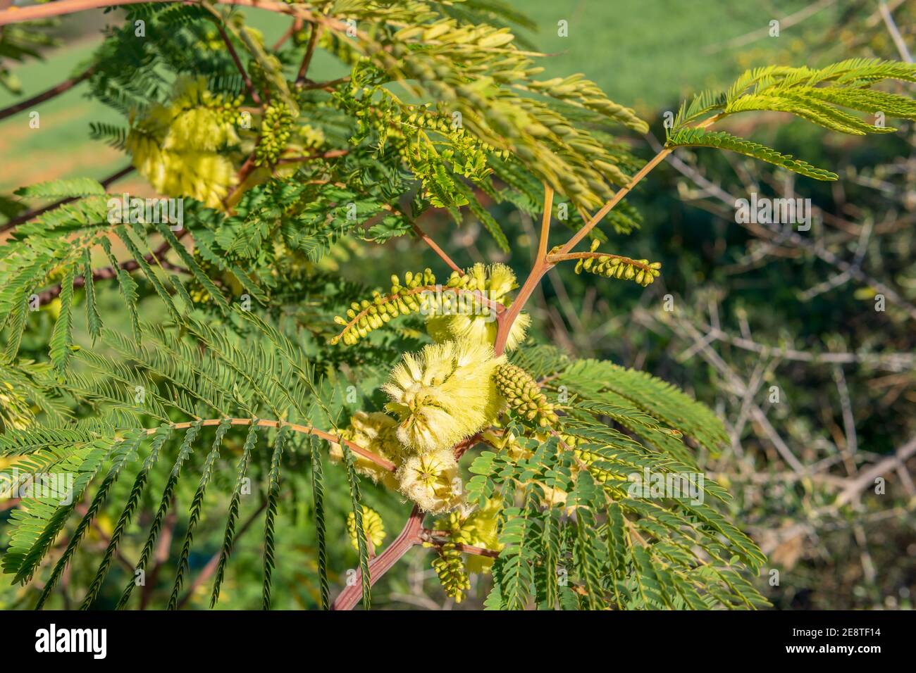 Close-up of the plant Paraserianthes lophantha with its characteristic ...