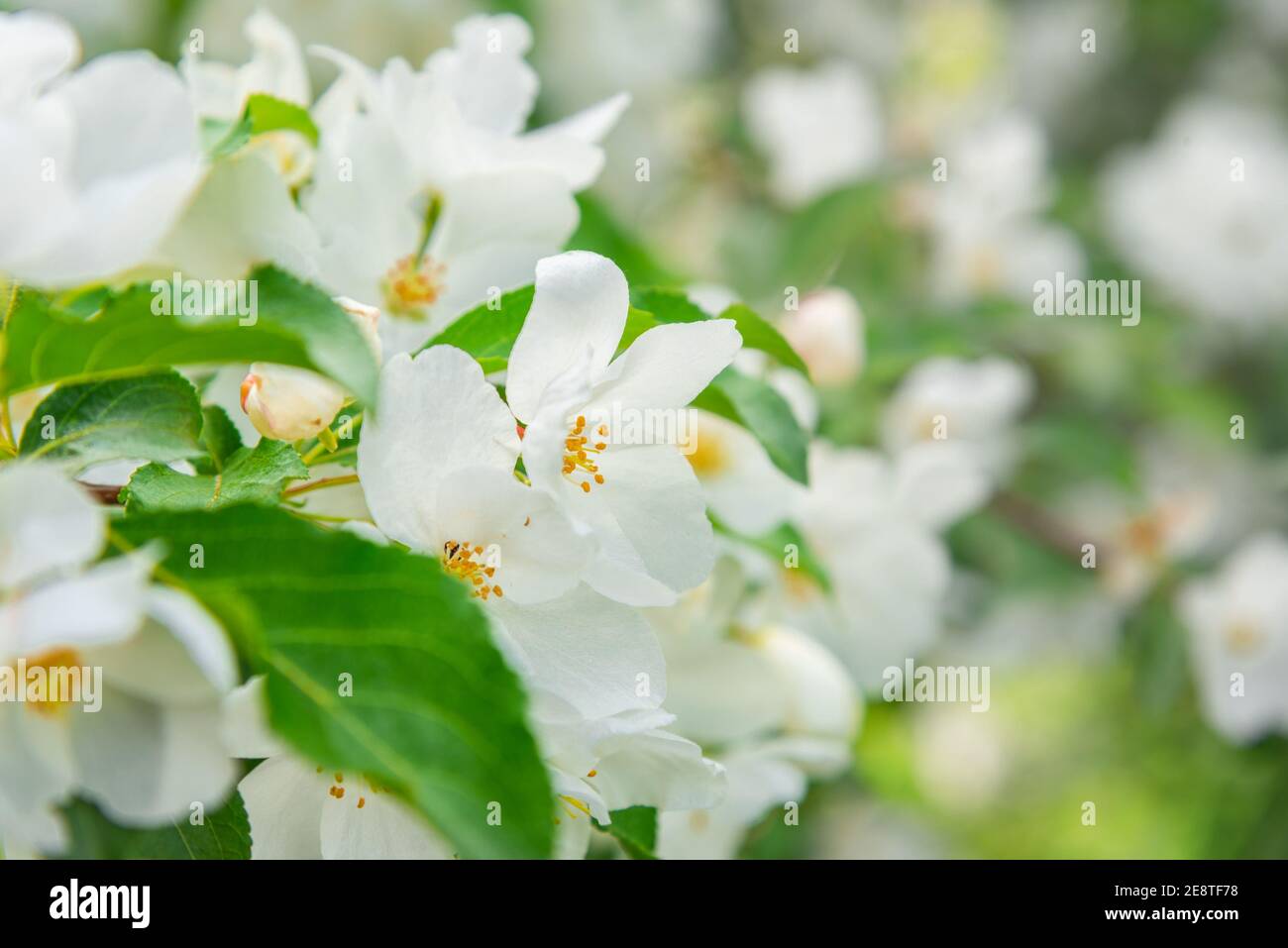 Blossoming apple tree brunch with white flowers on green background ...