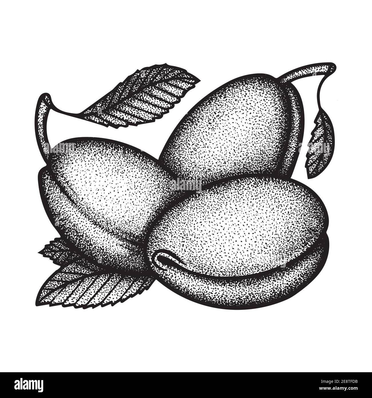 Plums. Plums with leaves engraving style drawing isolated on white ...
