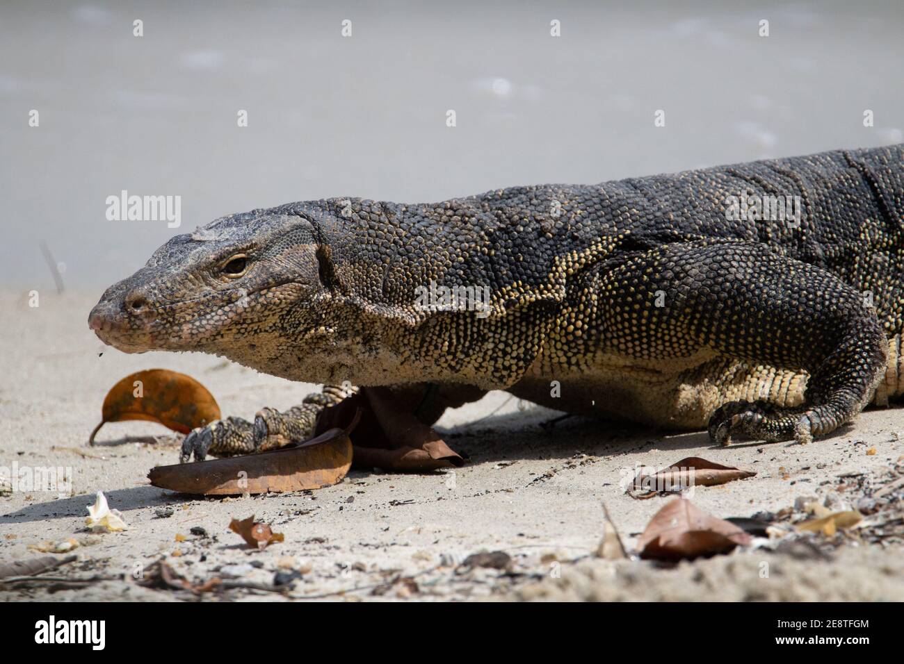 Lizard Feet High Resolution Stock Photography and Images - Alamy