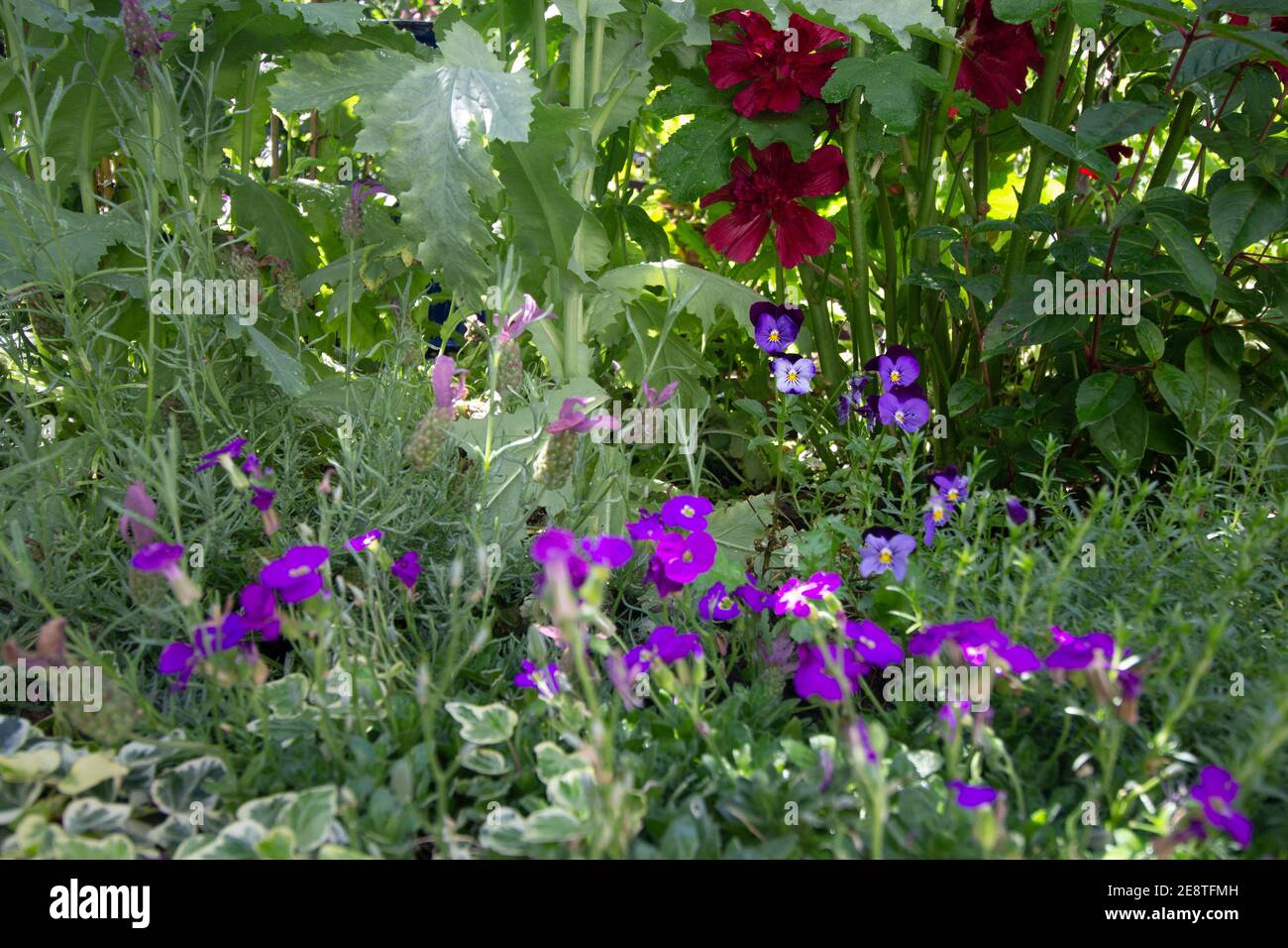 Rude flower hi-res stock photography and images - Alamy