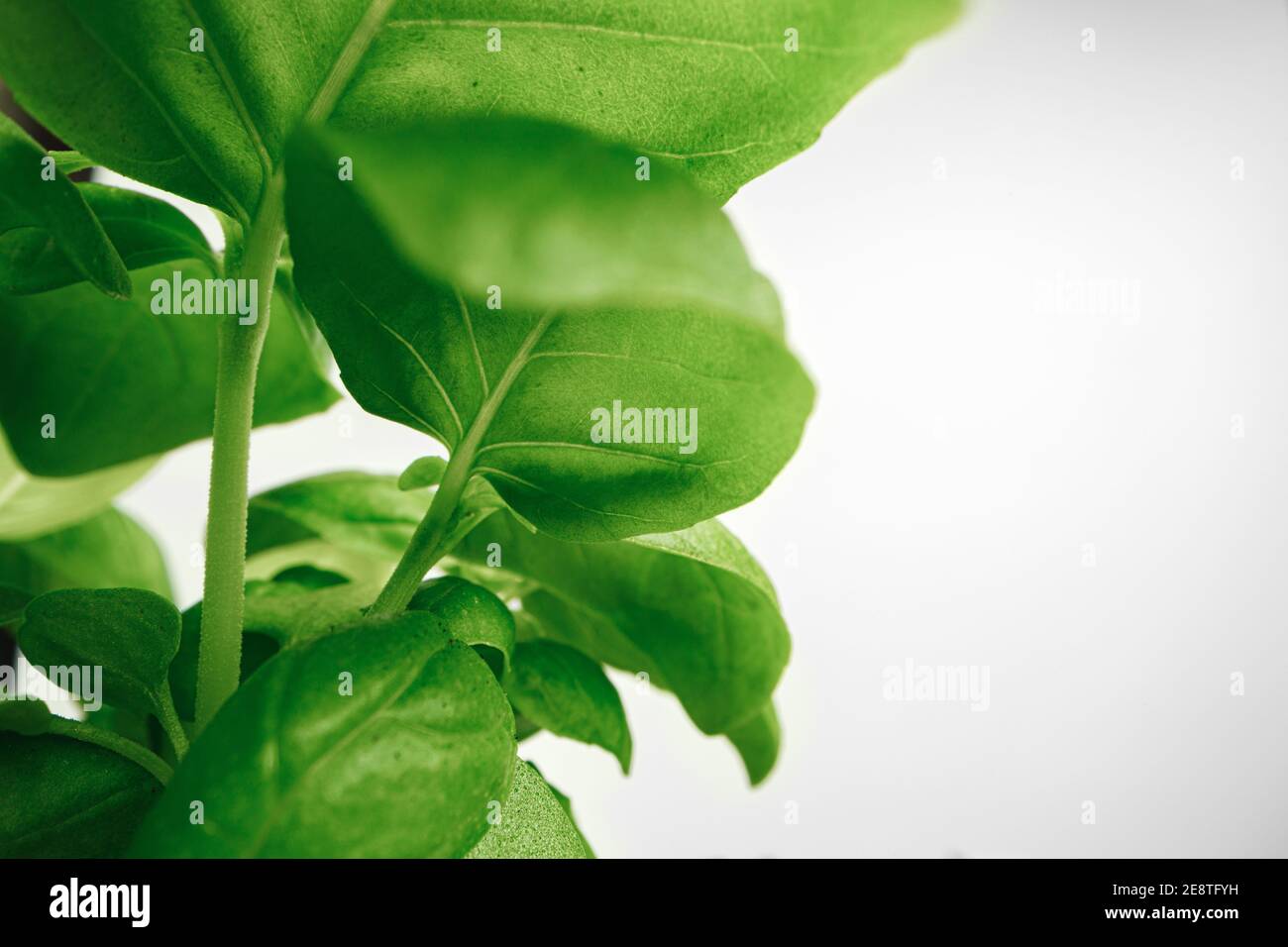 Growing leaves of micro green plant macro Stock Photo - Alamy