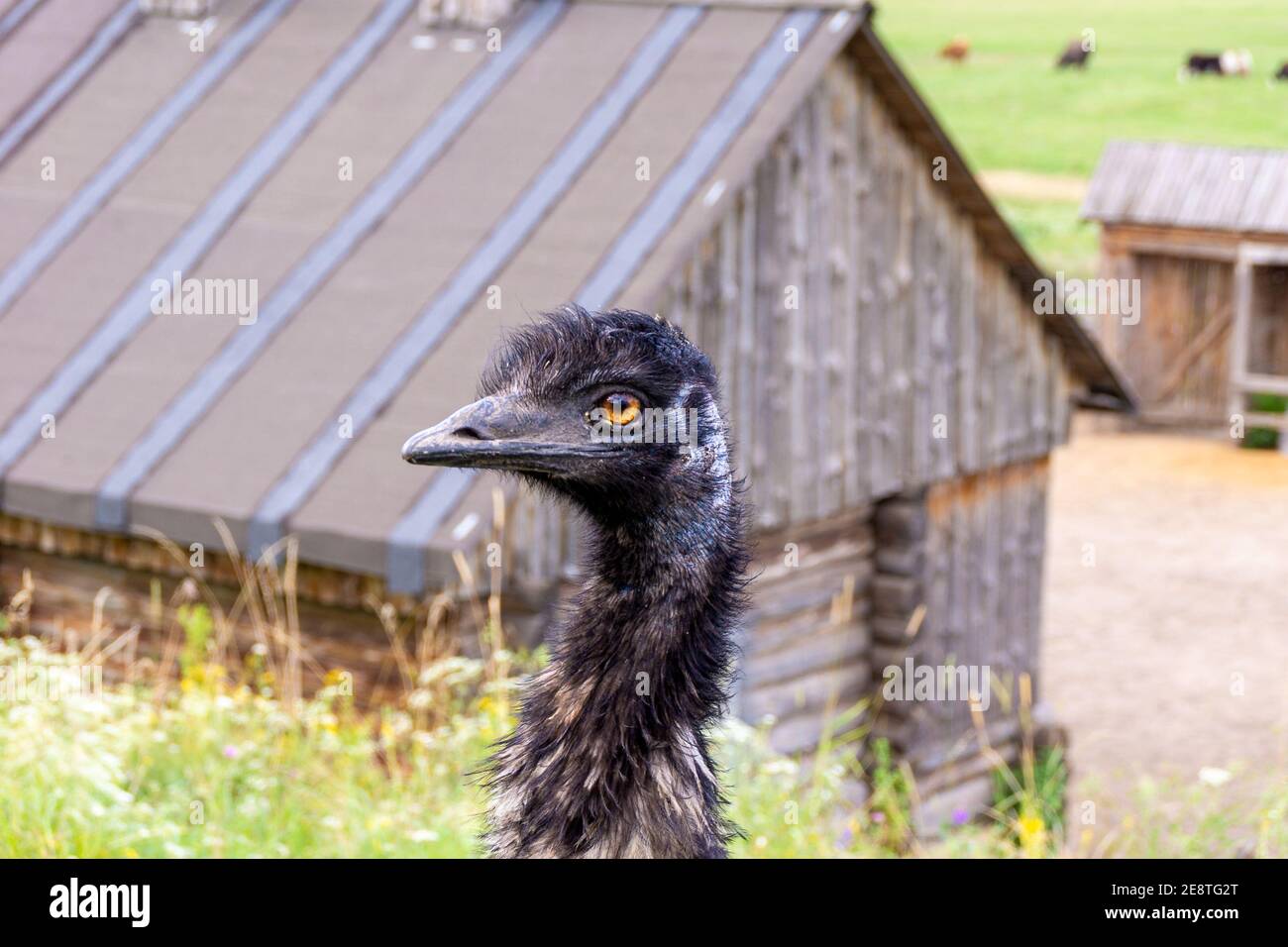 an ostrich with a black head and a bald nape looks attentively to the ...