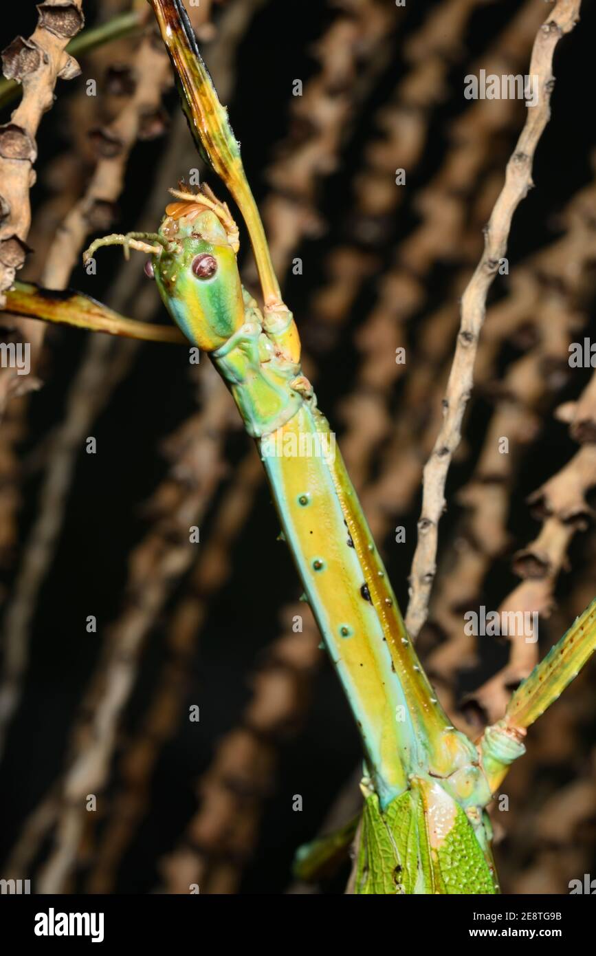 Giant stick insect, large species of Australian stick insect Stock ...