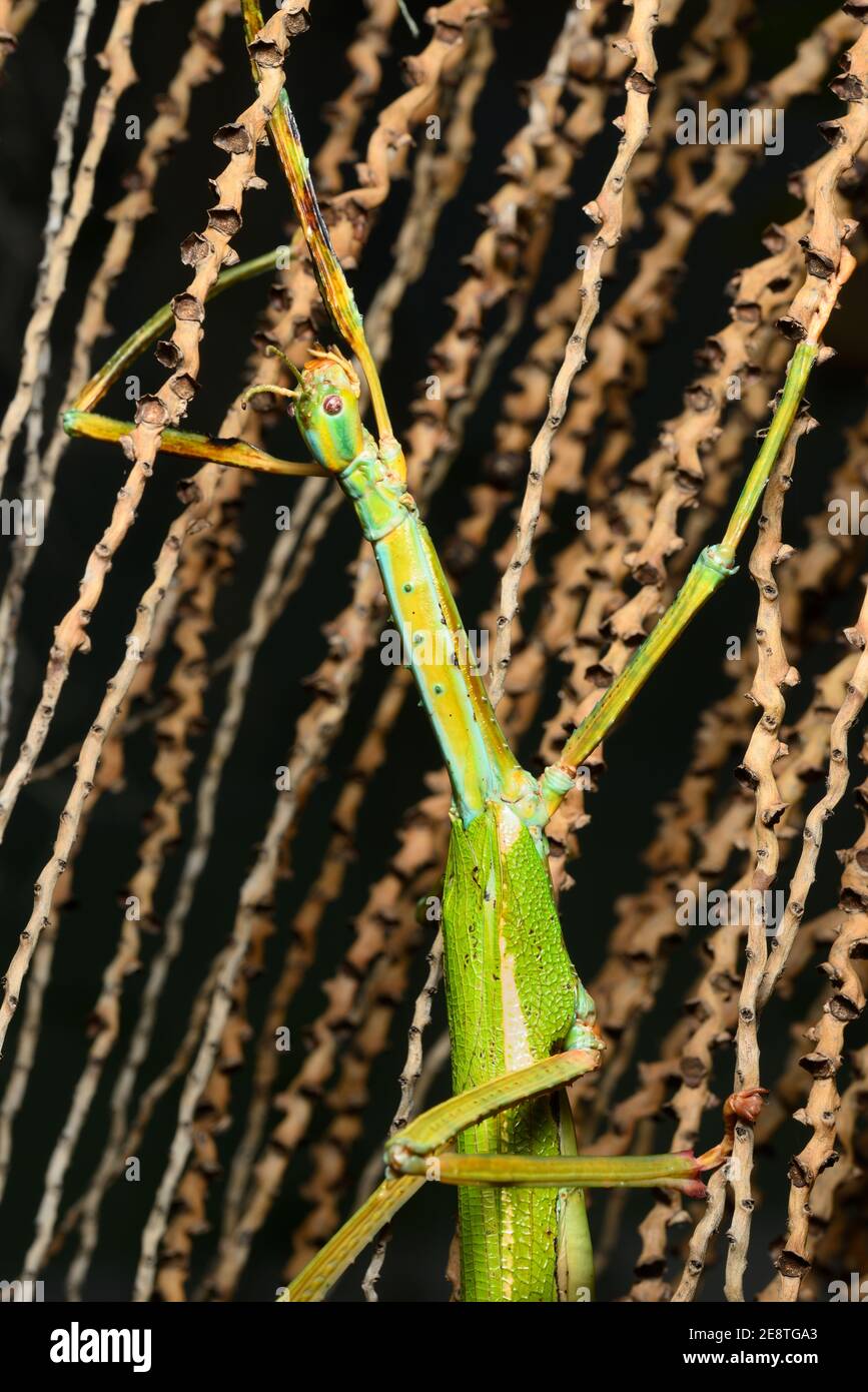 Giant stick insect, large species of Australian stick insect Stock ...