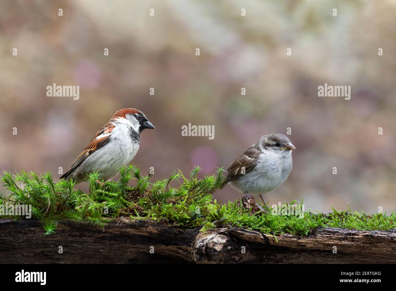 The proud sparrow father Stock Photo - Alamy
