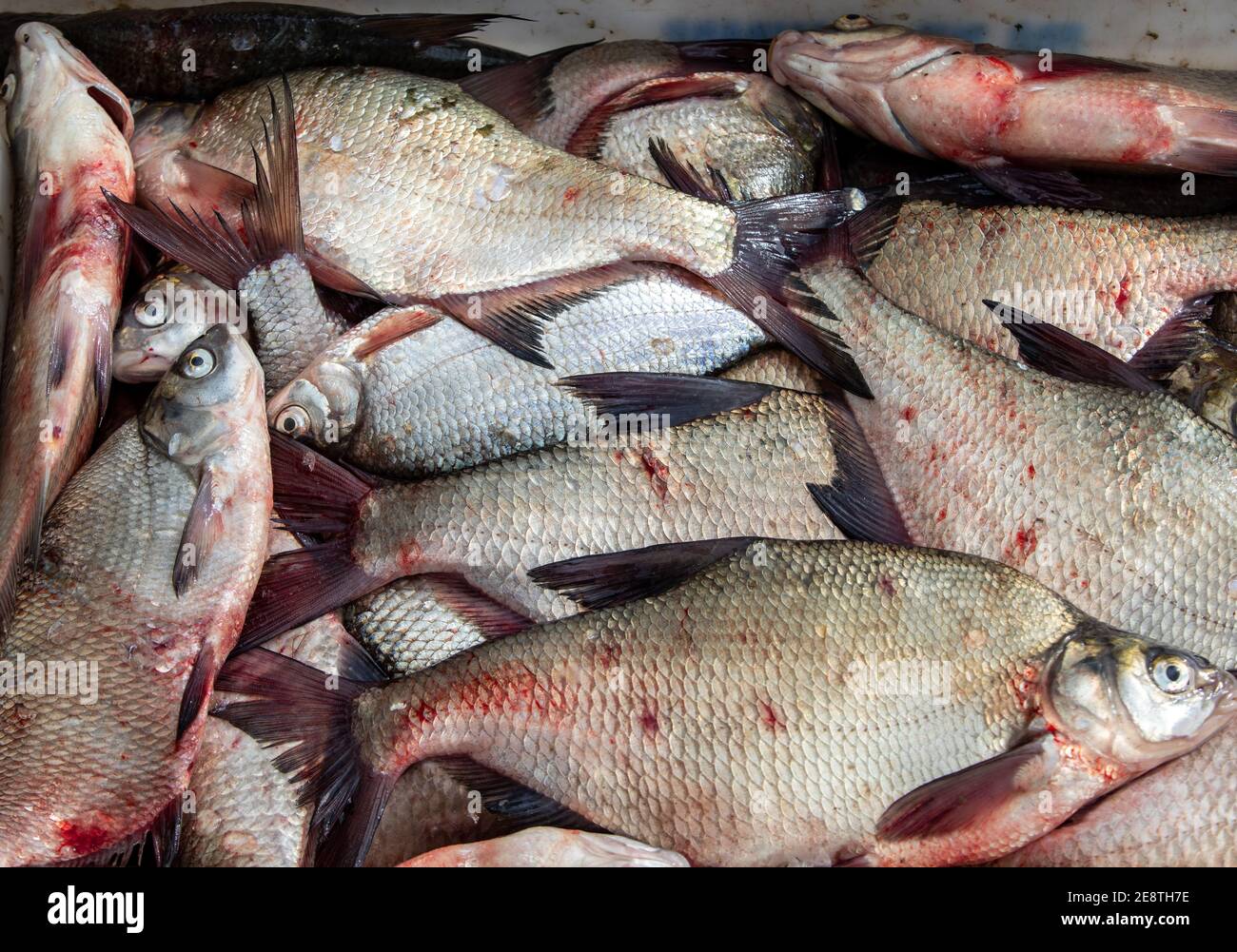 fresh fish sold straight from the fishing boat in the port Stock Photo ...