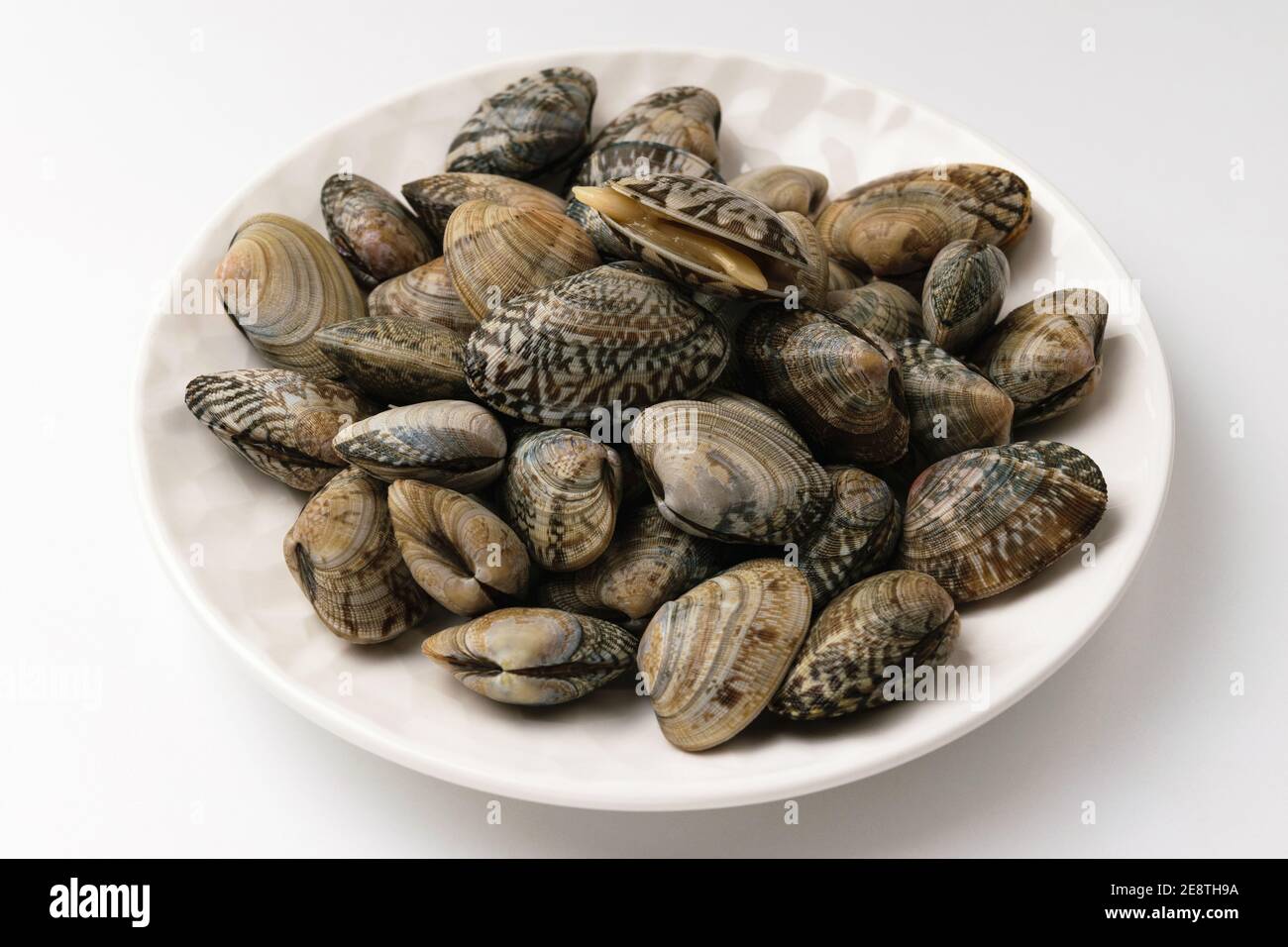 Clam clam on white background Stock Photo - Alamy