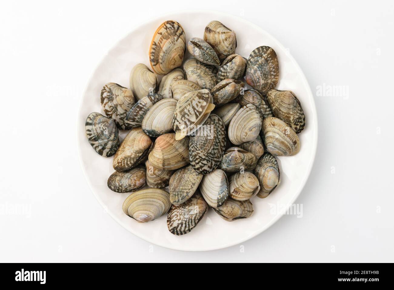 Clam clam on white background Stock Photo - Alamy