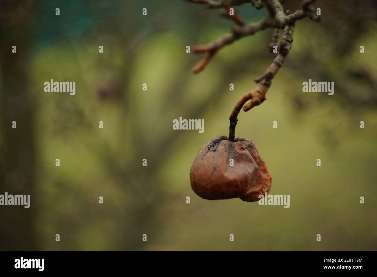 Death pear hi-res stock photography and images - Alamy