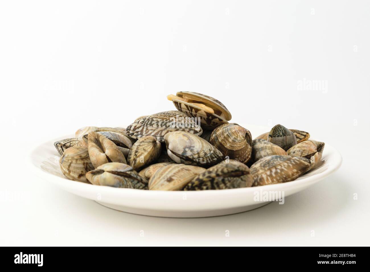 Clam clam on white background Stock Photo - Alamy