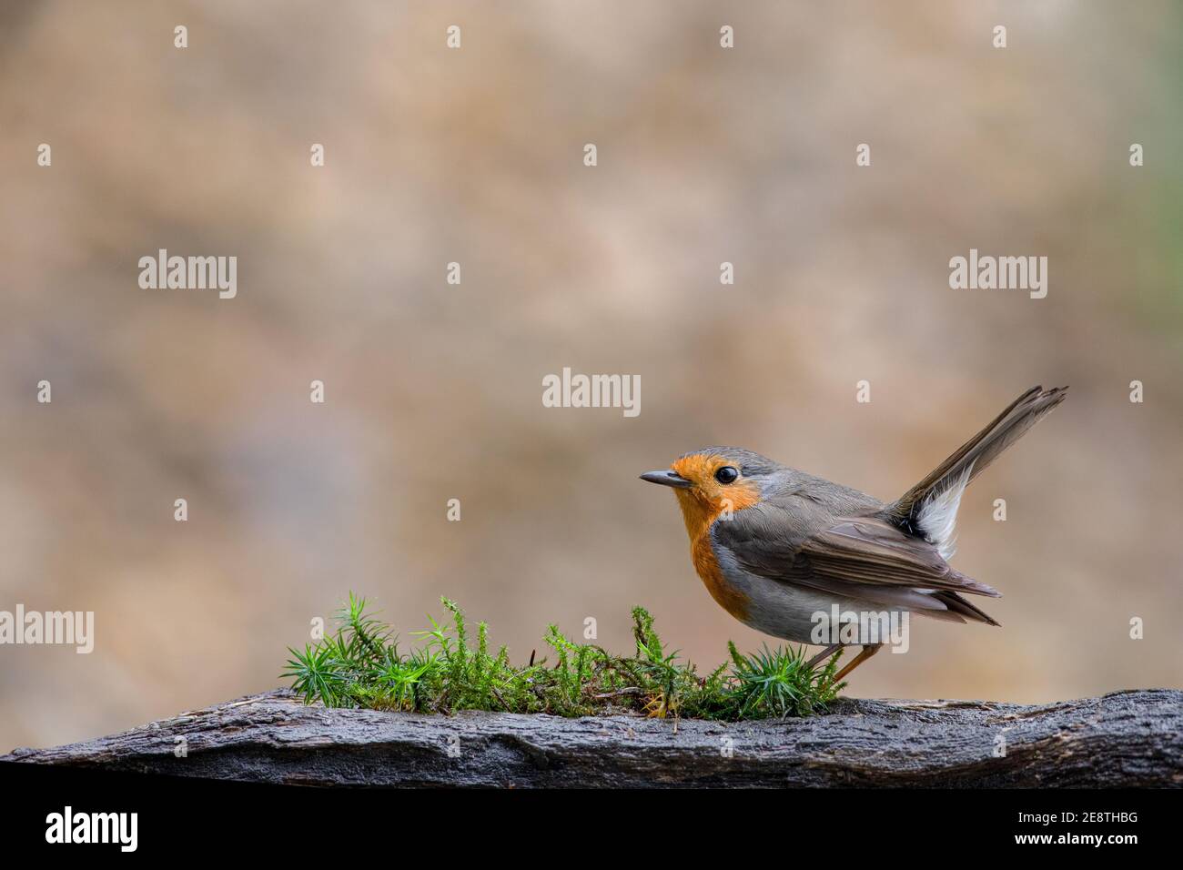 A beautiful robin Stock Photo - Alamy