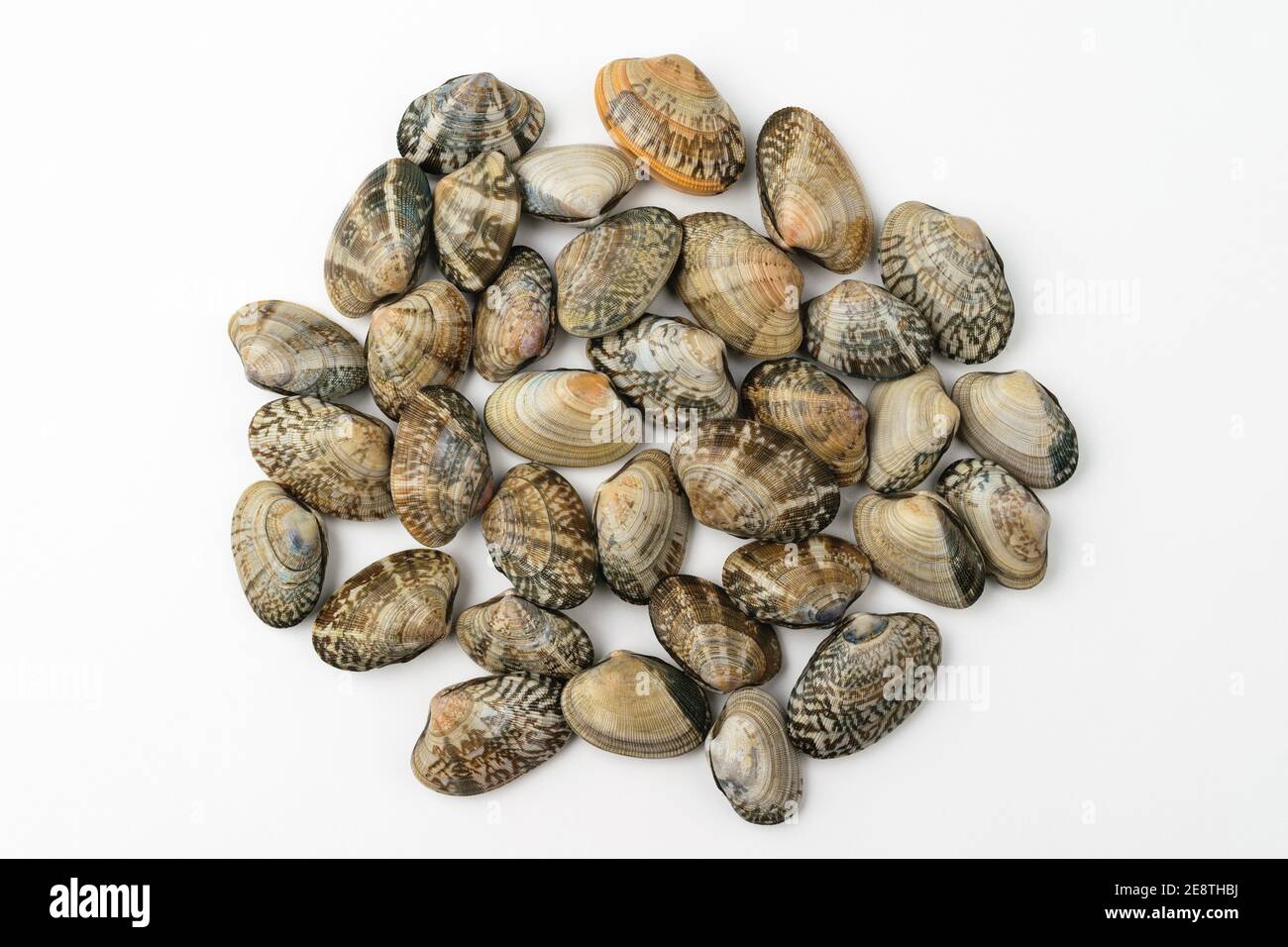 Clam clam on white background Stock Photo - Alamy