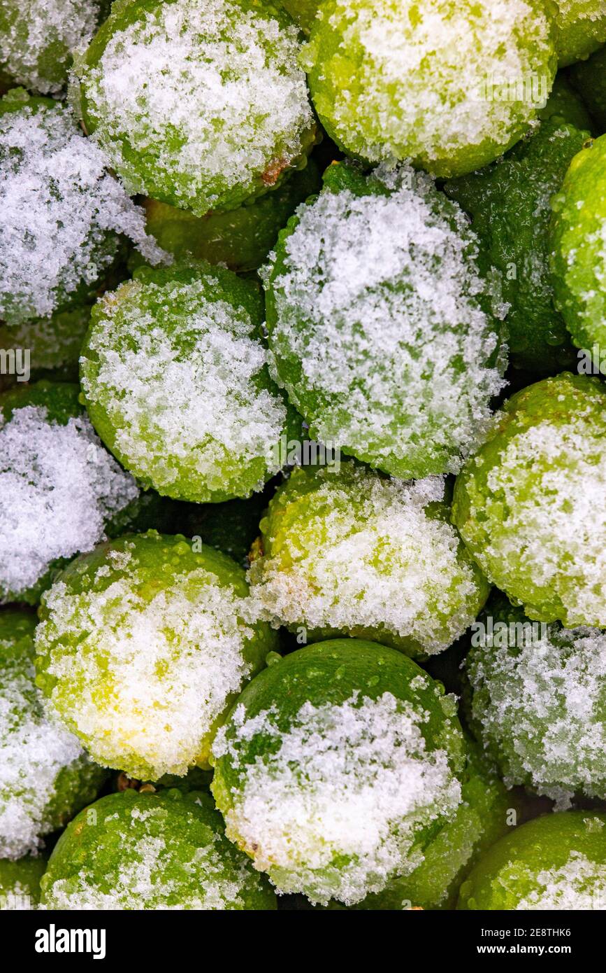 Five fresh limes hi-res stock photography and images - Alamy