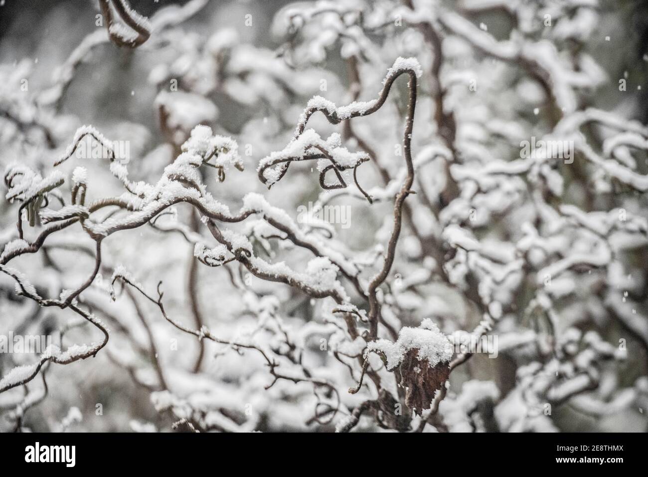 Twisted willow hi-res stock photography and images - Alamy