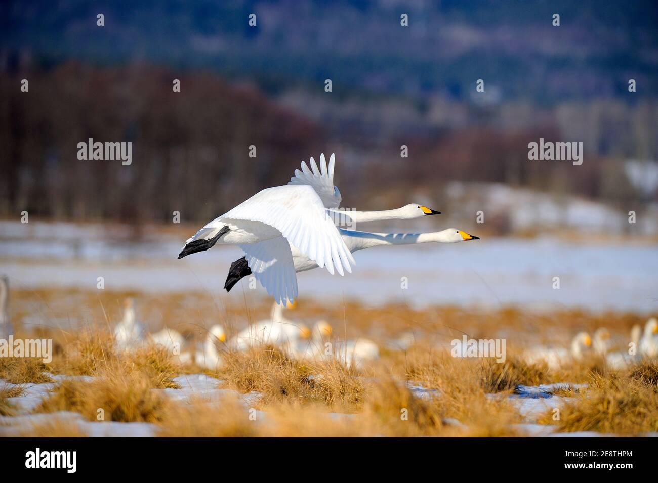 Two lifting whooper swans Stock Photo - Alamy