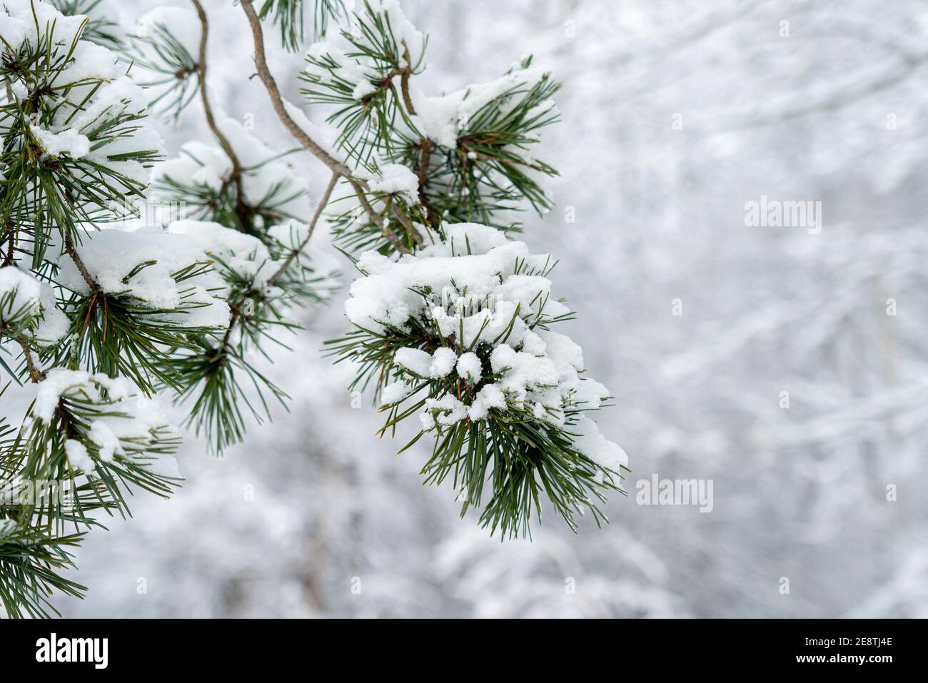 Snow covered pine branches in pine forest as background. High quality ...