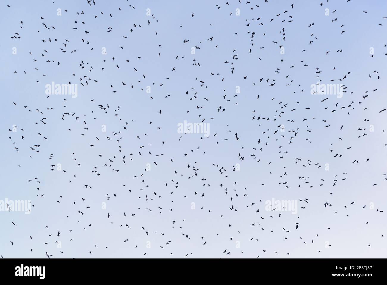 Flock of ravens in the sky. Nature background Stock Photo - Alamy