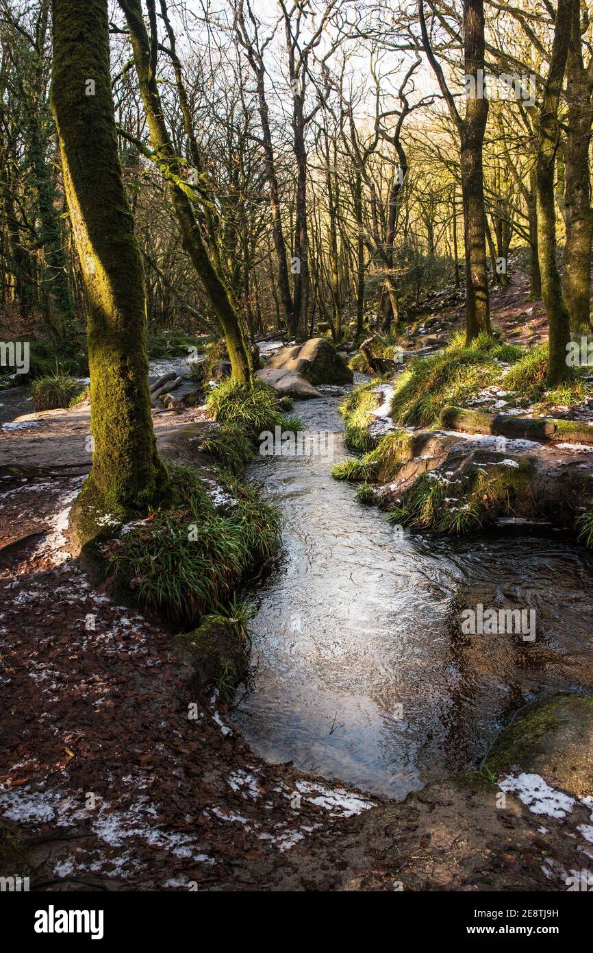Late afternoon sunlight as the River Fowey enters Golitha Falls in the ...