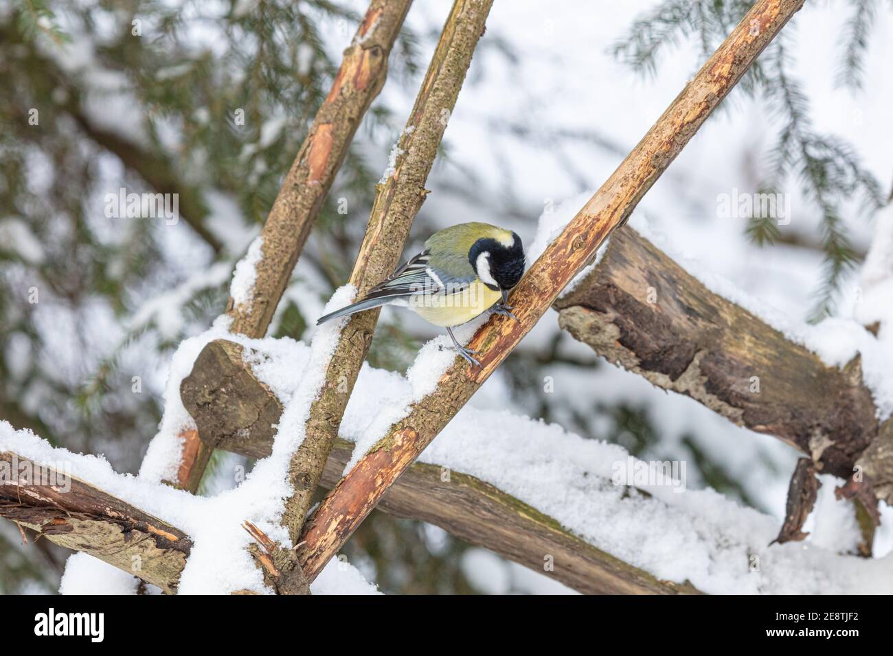 Titmouse bird on a branch.Winter background. High quality photo Stock ...