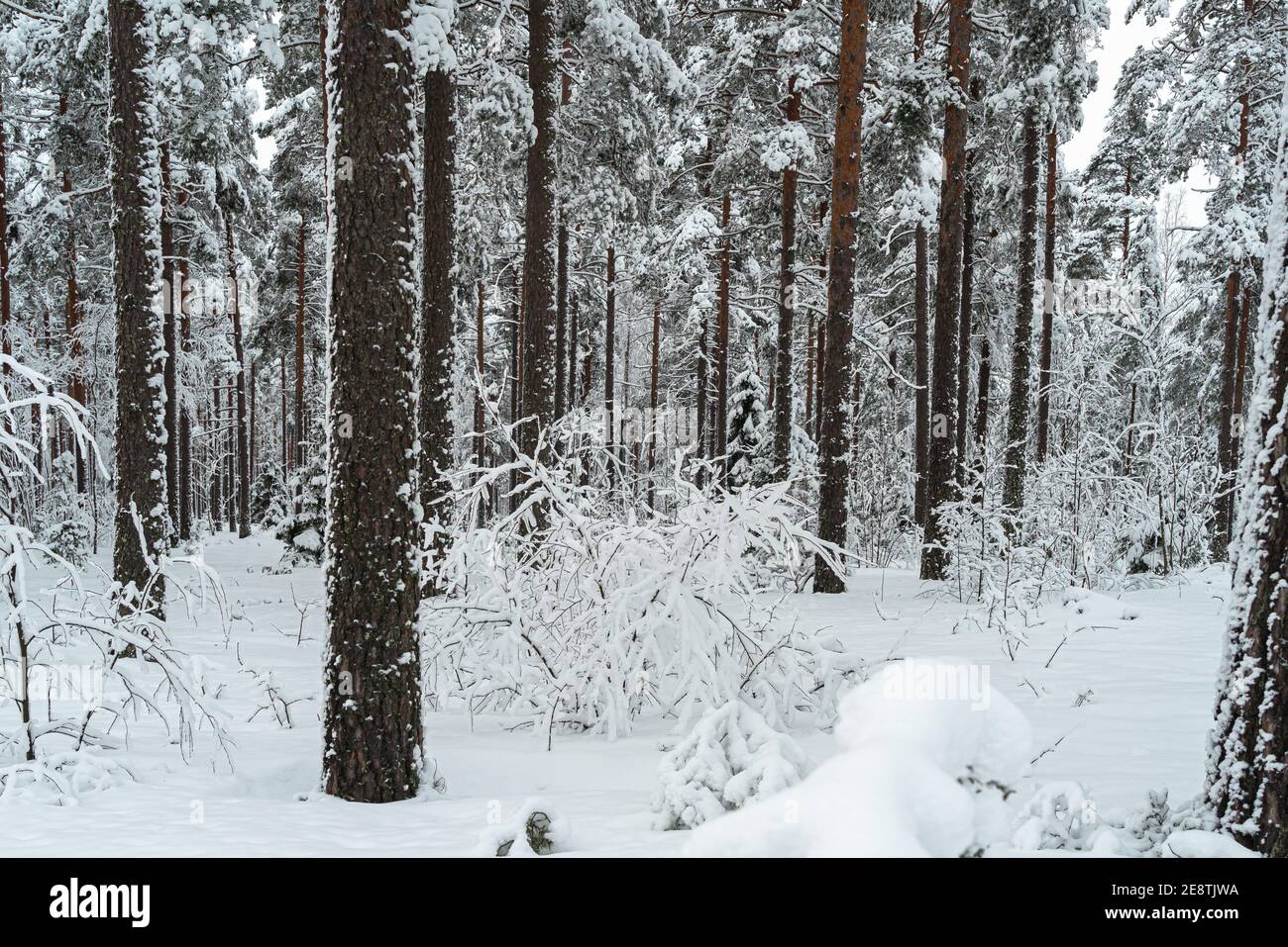 Winter landscape in a mixed pine-spruce forest, Scandinavia. Finnish ...