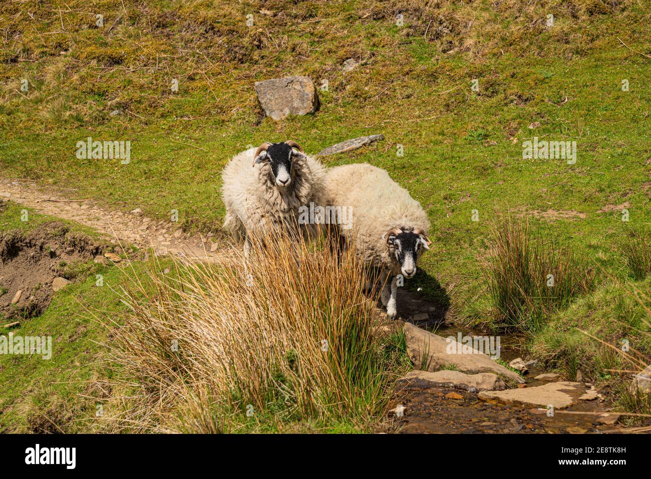 Sheep walking on a footpath at the Gunnerside Gill, North Yorkshire ...