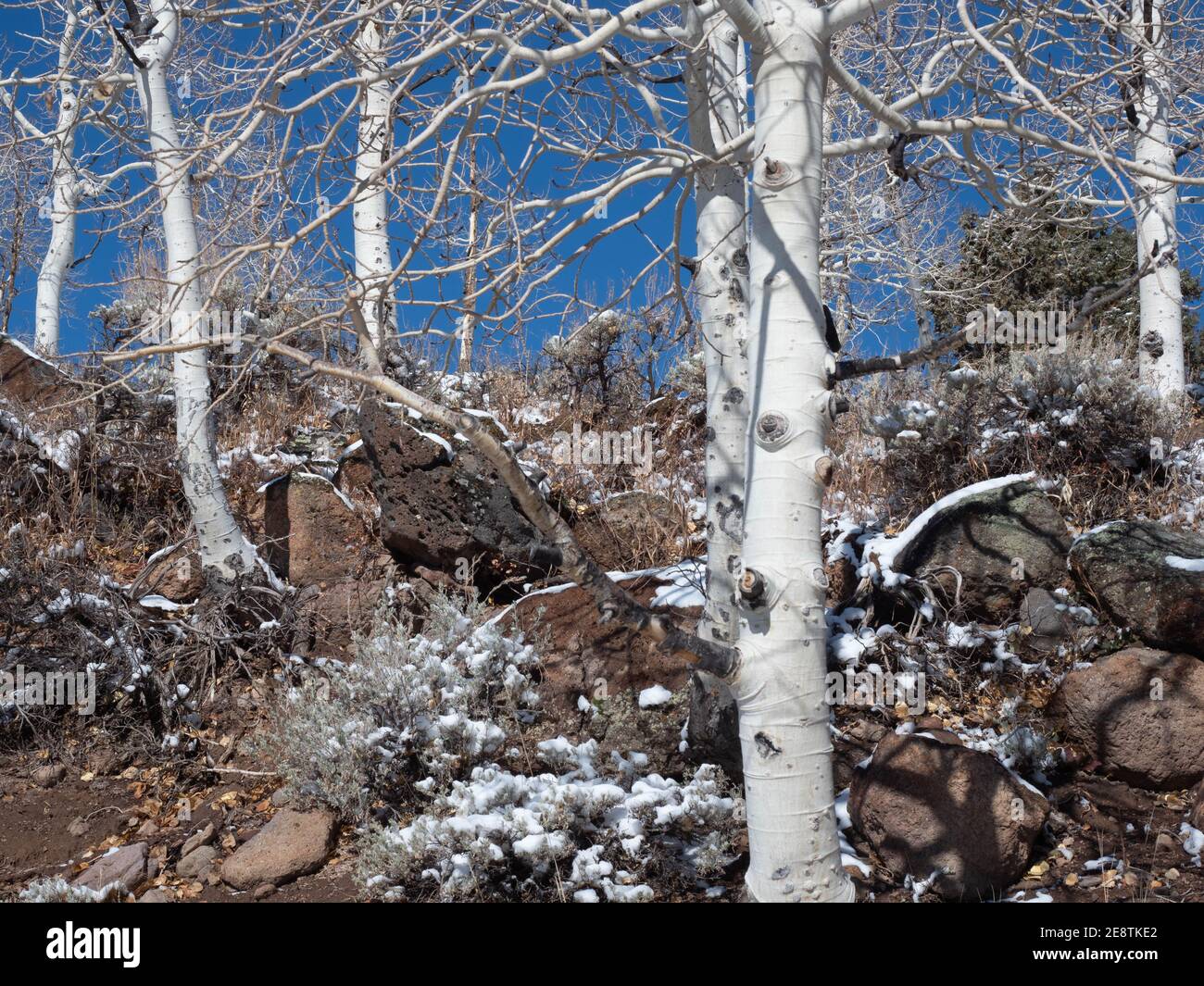 Pando trees in utah hi-res stock photography and images - Alamy