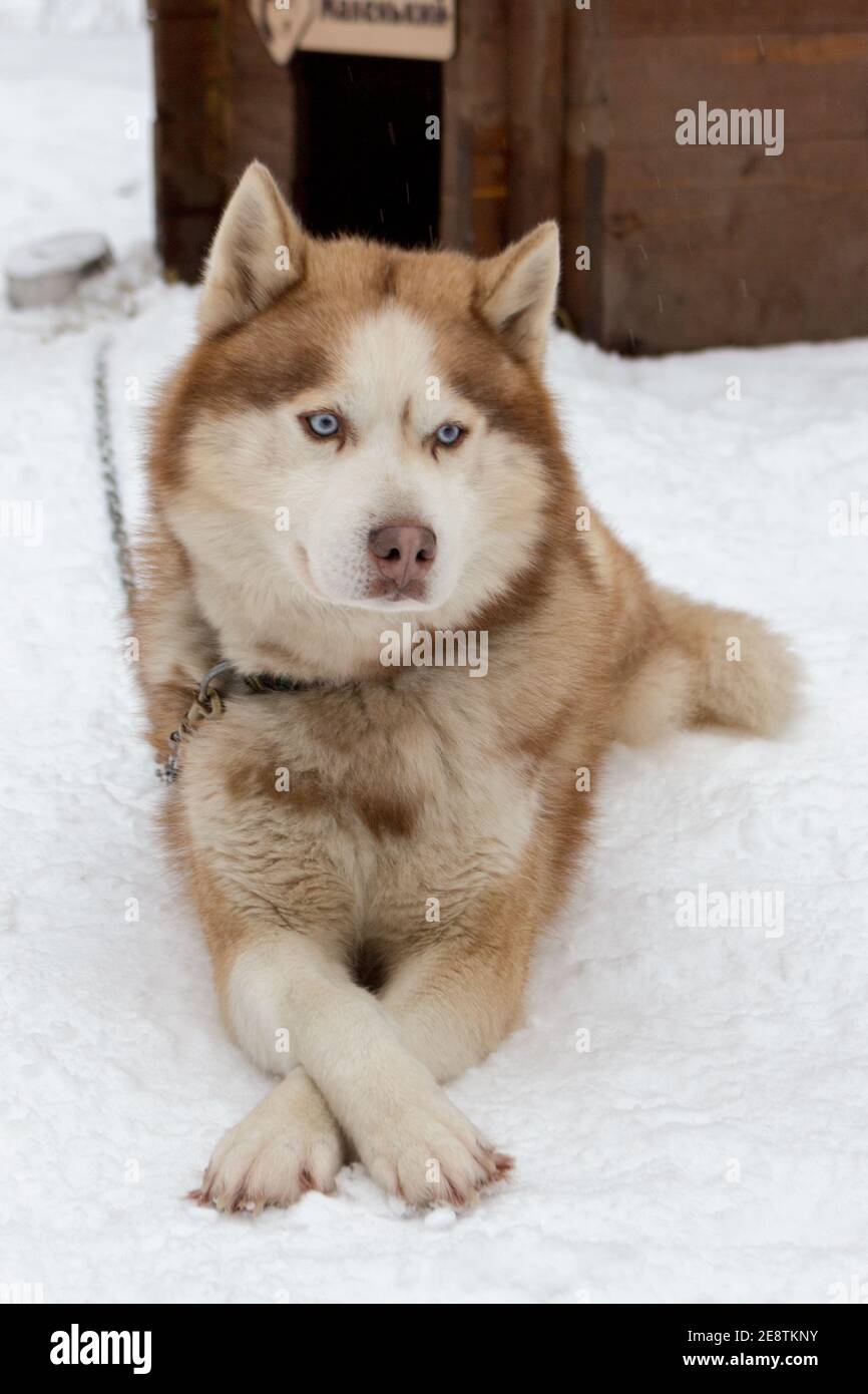 Copper Husky