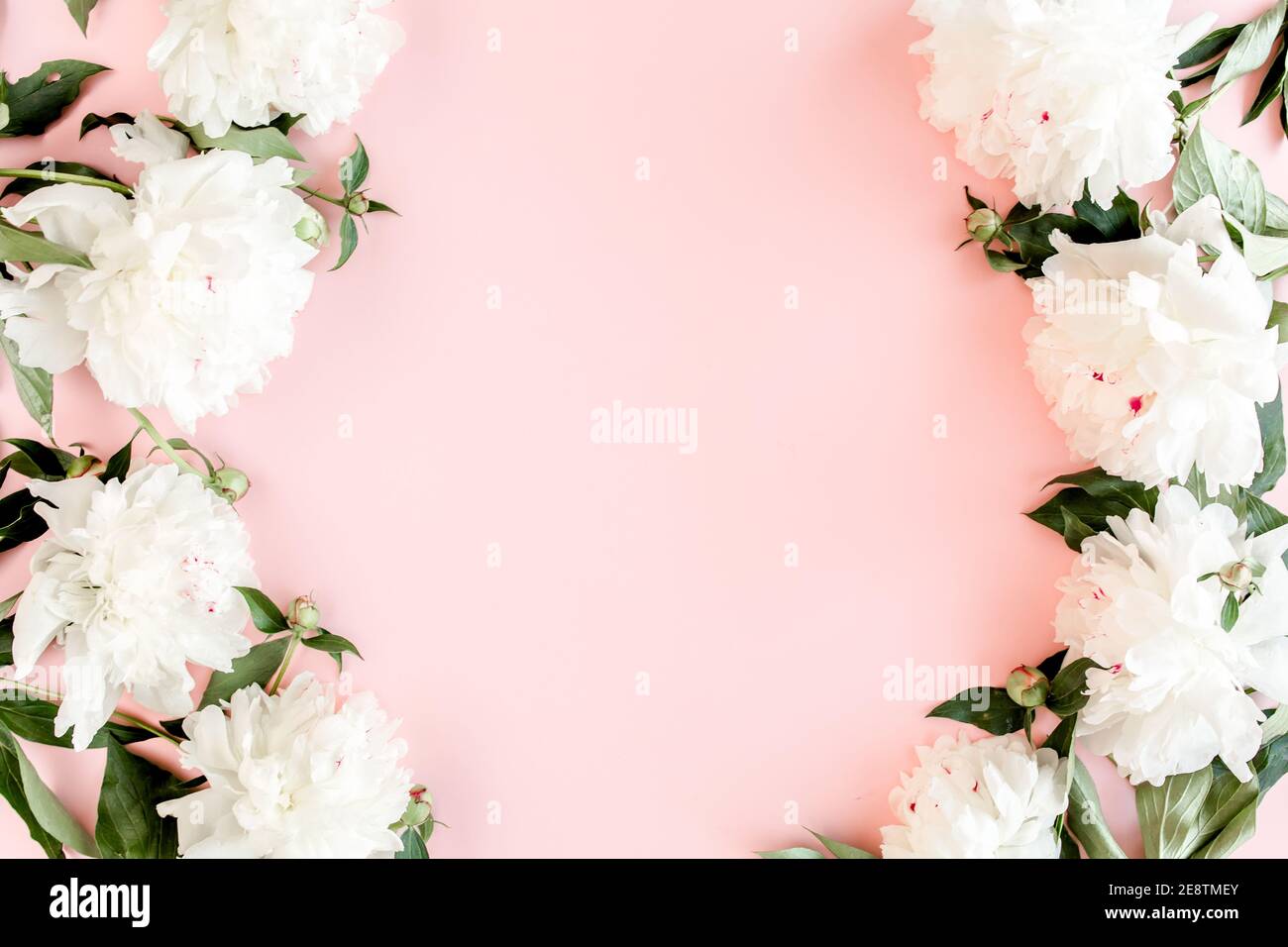 Frame of white peony flowers with space for text on pink background ...