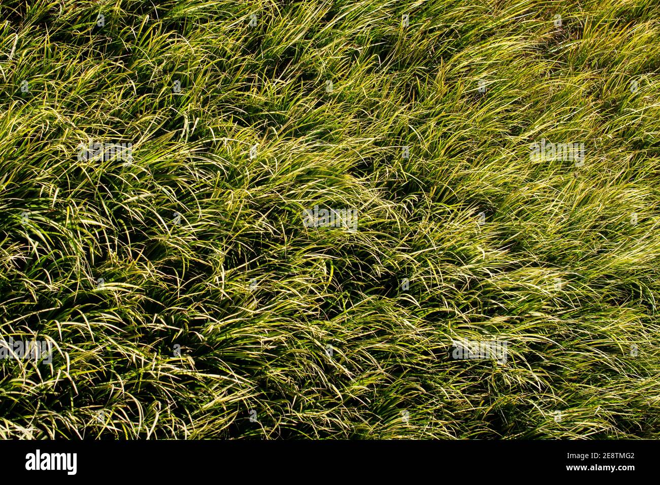 Green grass texture from a field or grass landscape background Stock ...