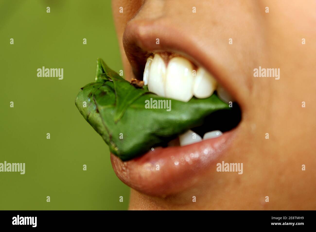 Betal india hi-res stock photography and images - Alamy