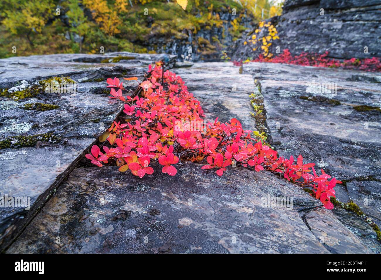 Red blueberry bush growing on a rock in Abisko national park, Swedish ...