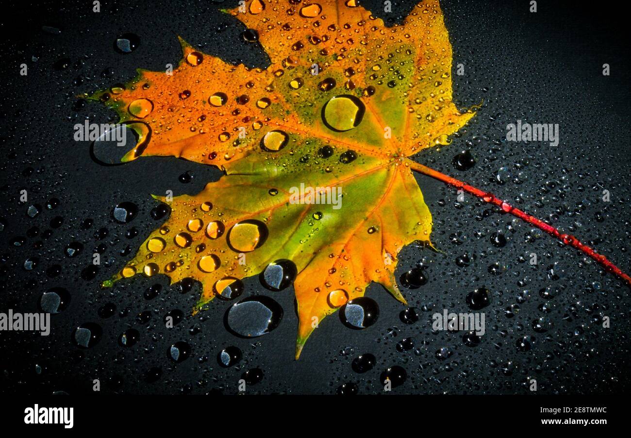 High angle shot of autumn leaf with water droplets against a dark ...