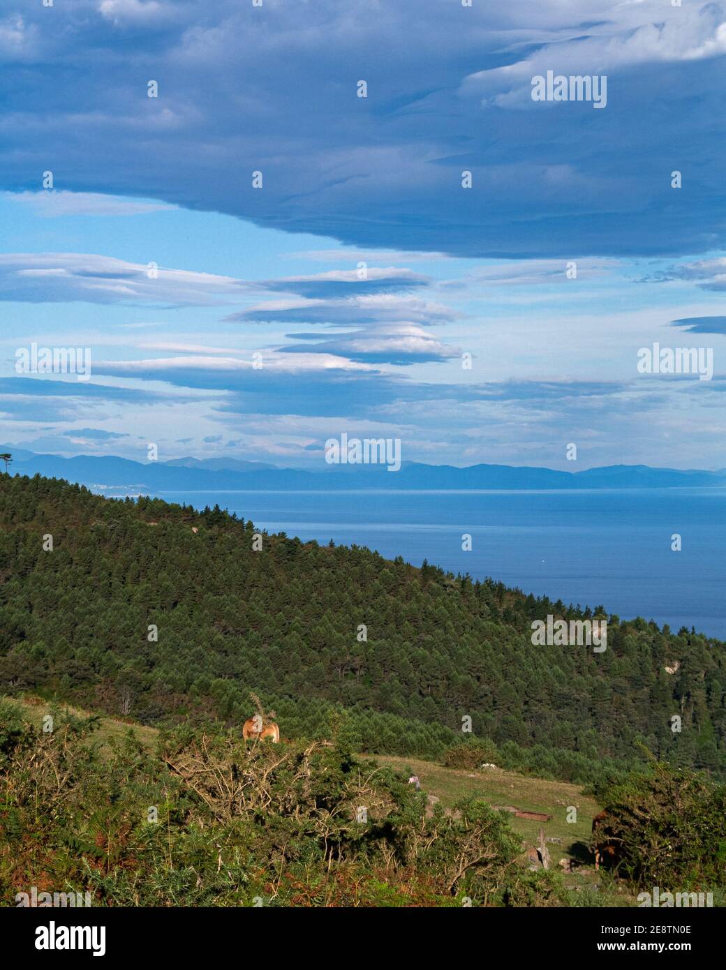 Beautiful vertical view of blue sky with clouds, sea and green trees at ...