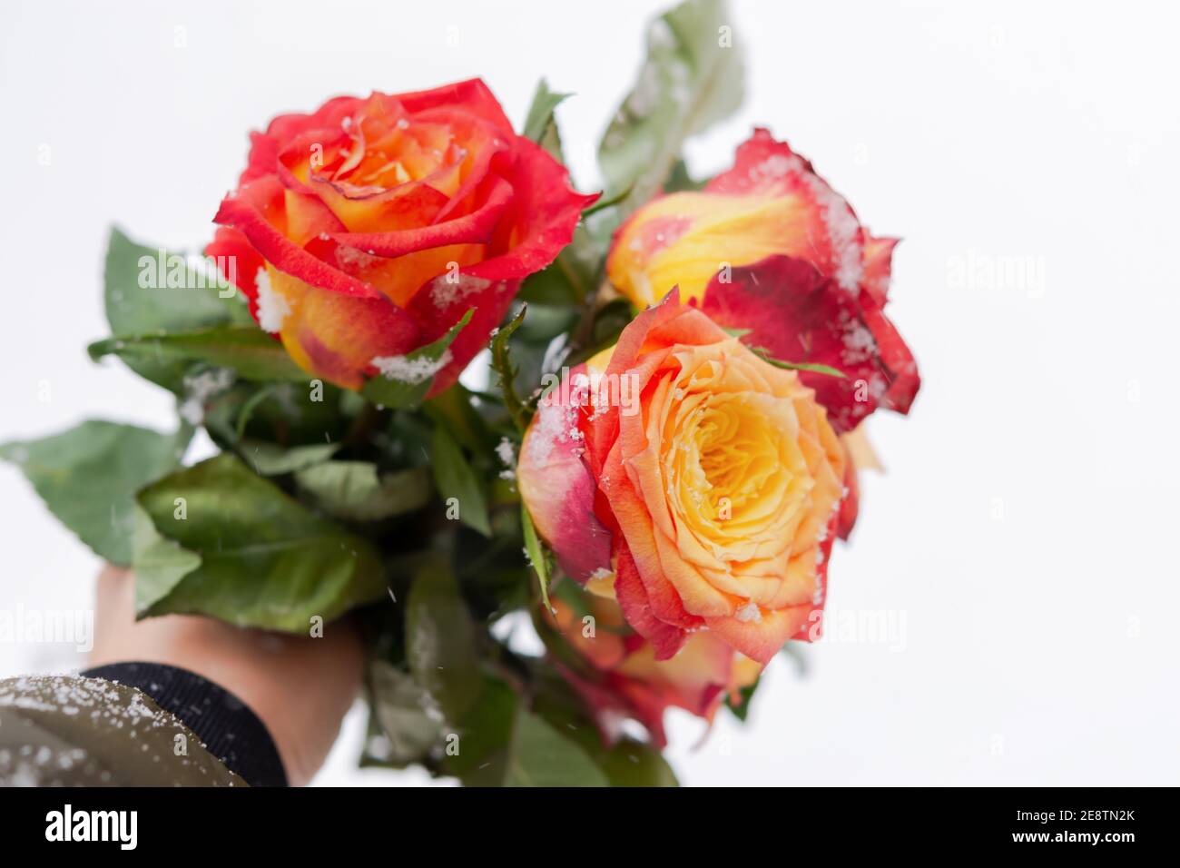 A bouquet of beautiful orange-red roses in your hand. A declaration of ...